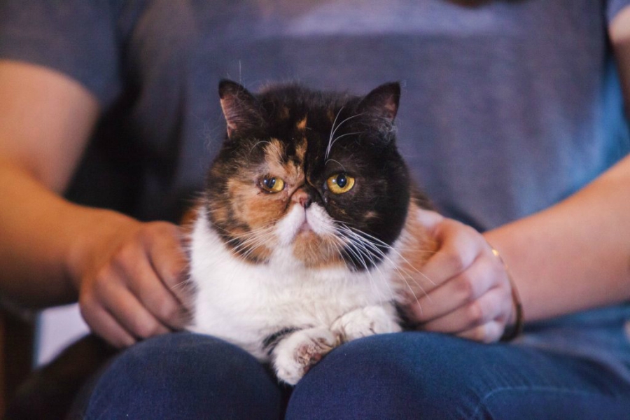 Cat Con 2019 Highlights - Fussie Cat