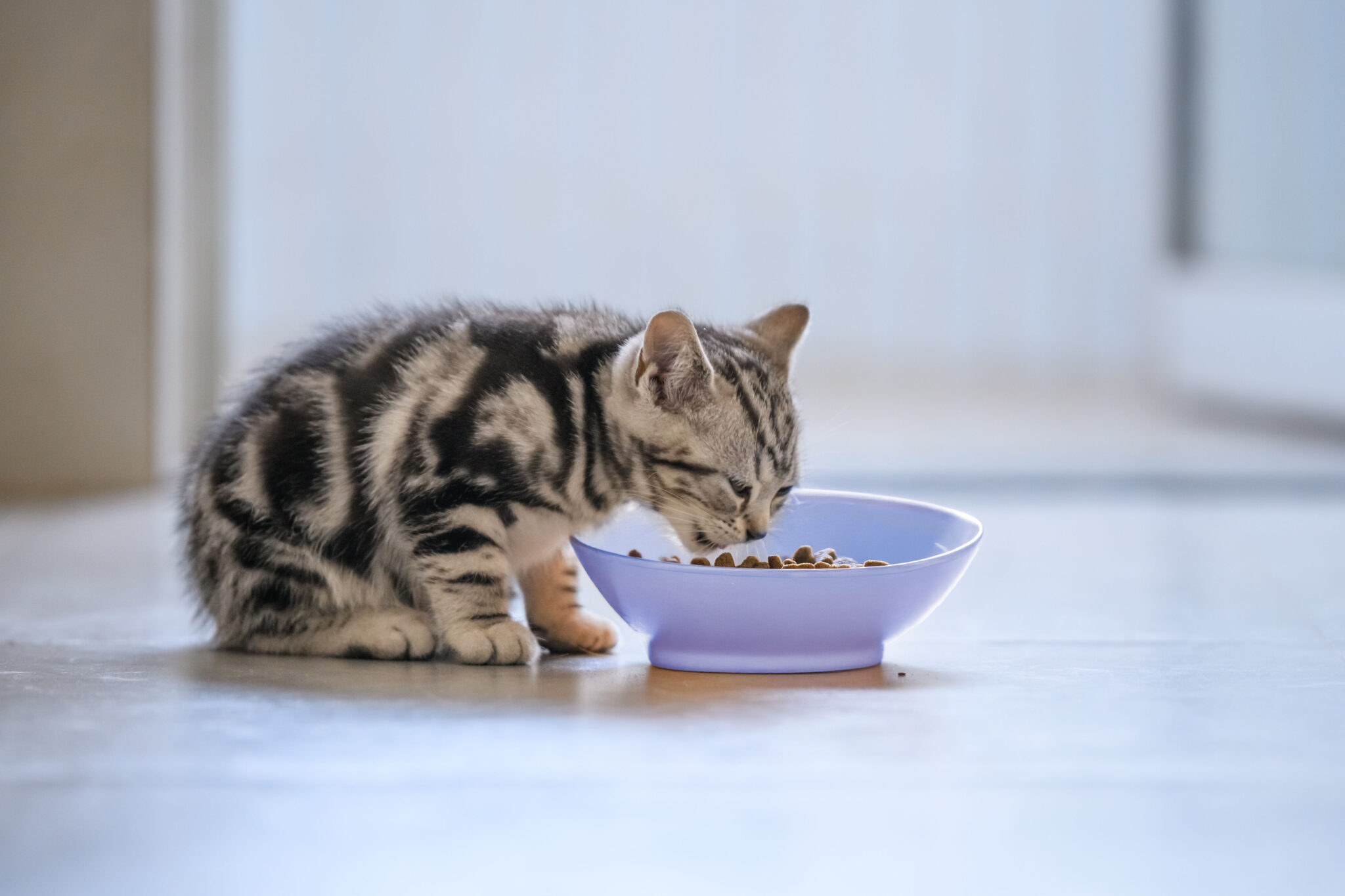 Market Fresh Chicken with Goat Milk Kitten Recipe - Fussie Cat