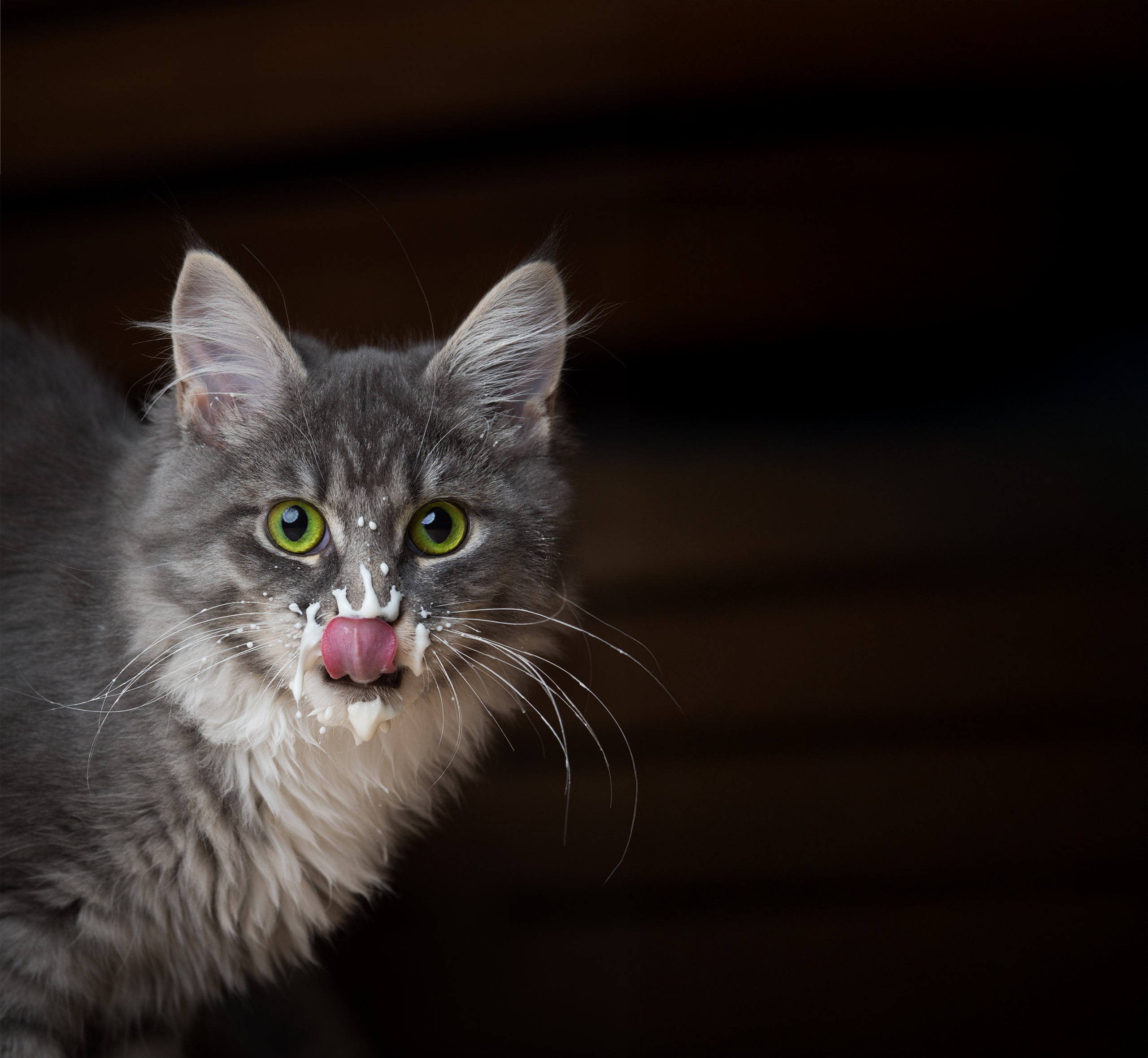 Three Little-Known Facts About Your Cat - Fussie Cat